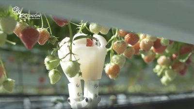 octinion-3d-printed-strawberry-picking-robot-6 | 3DP id.arts