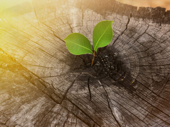 家庭の廃棄物から3Dプリント材料を製造 | 3DP id.arts